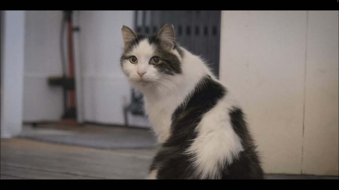 Prelude - Nik Sheva (Official Music Video) - YouTube