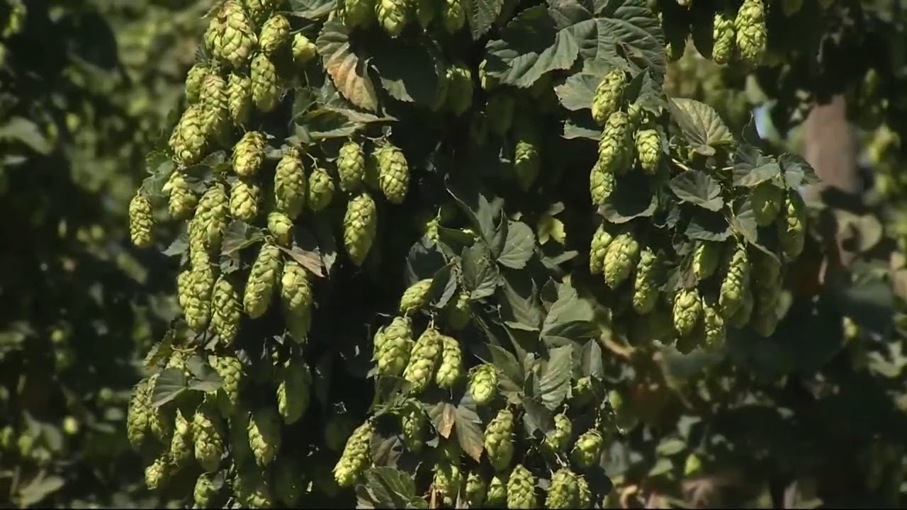 Oregon sees significant decrease in hops harvest - YouTube