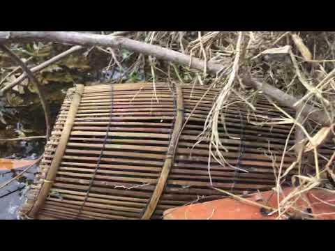 ទ្រូ Khmer Traditional Fish Trap - YouTube