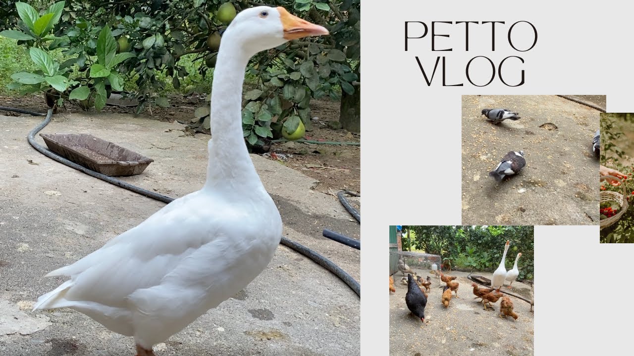 Unique Pet Feast: Geese, Chickens, and Doves in the Garden- Petto Vlogs ...