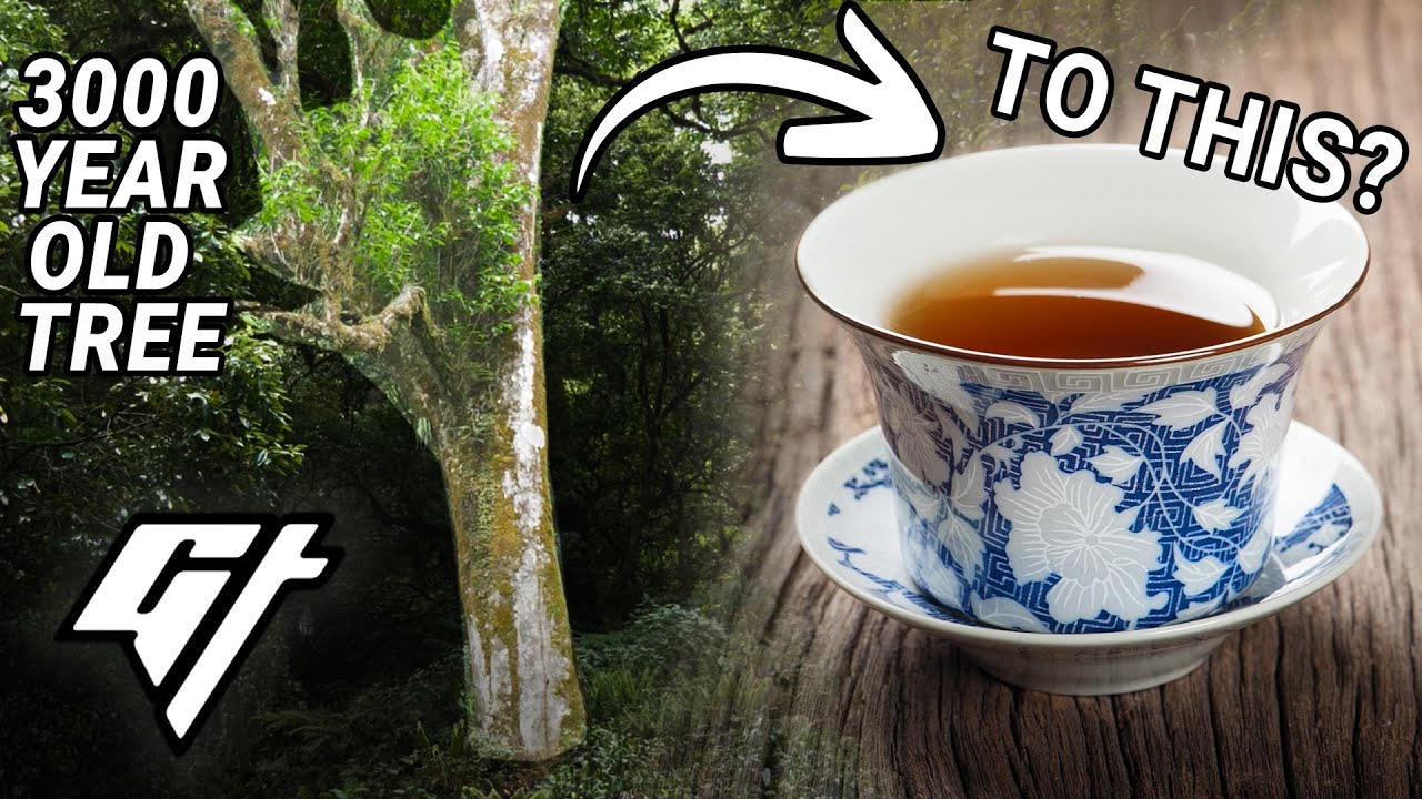 Massive 3,000 Year Old Tea Tree in China Produces Incredible Pu’er Tea ...
