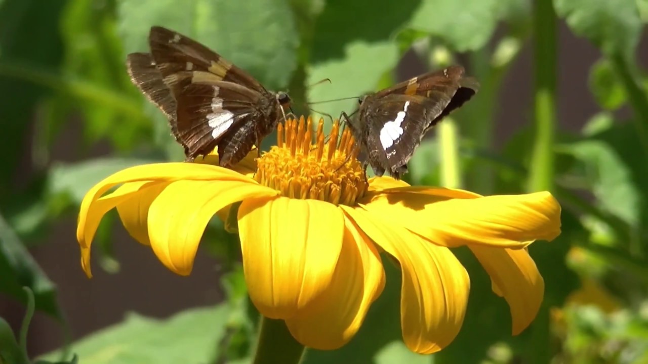 Butterfly sequence - YouTube