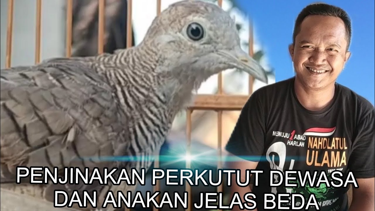 3 Cara Paling Mudah Menjinakkan Perkutut Muda Hutan / Anakan - YouTube