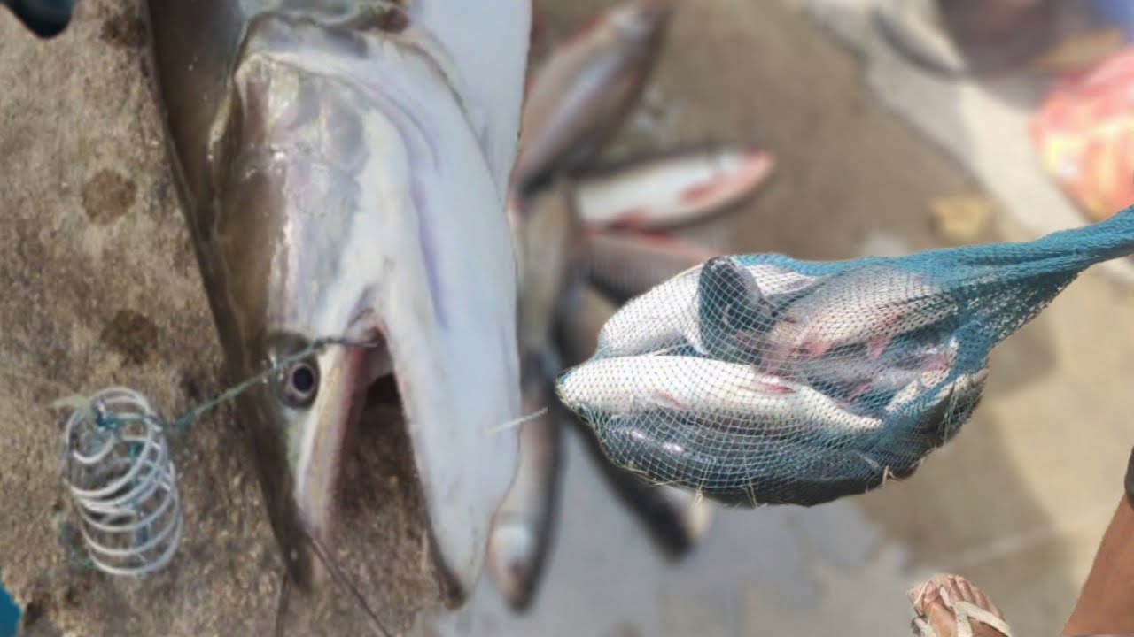 Top 10 Amazing Hand Fishing Video Unbelievable Technique River Hill Big ...