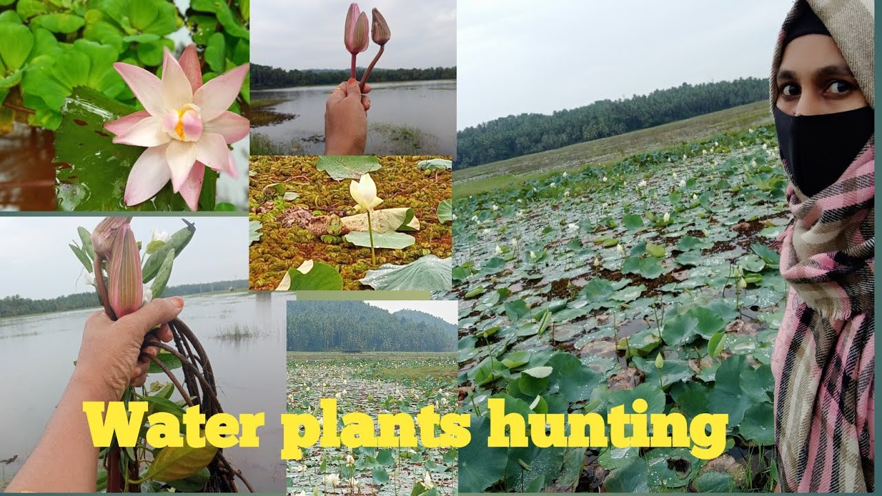Water plants hunting malayalam|Plant video|Rabizworld ramla ...