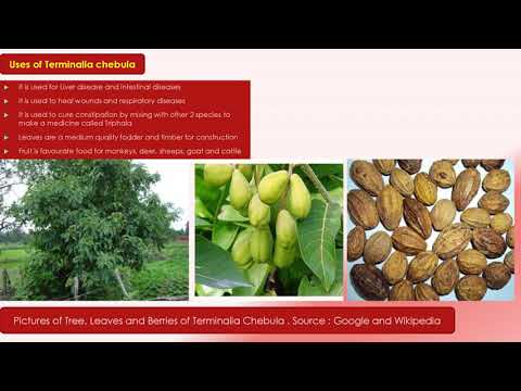 Terminalia chebula and Terminalia bellirica (Harro and Barro) - YouTube