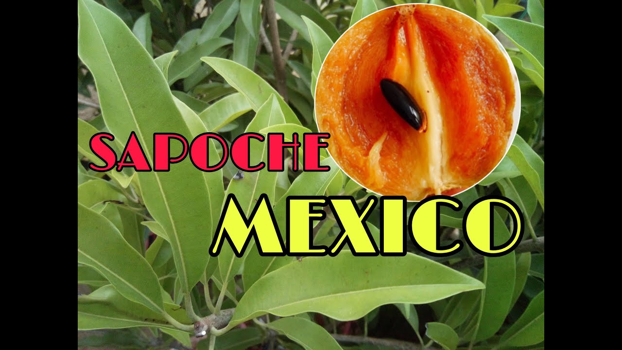 SAPOCHE MEHICO || TRÁI TO TRÒN || THẾ GIỚI CÂY GIỐNG CN CÁI BÈ - YouTube
