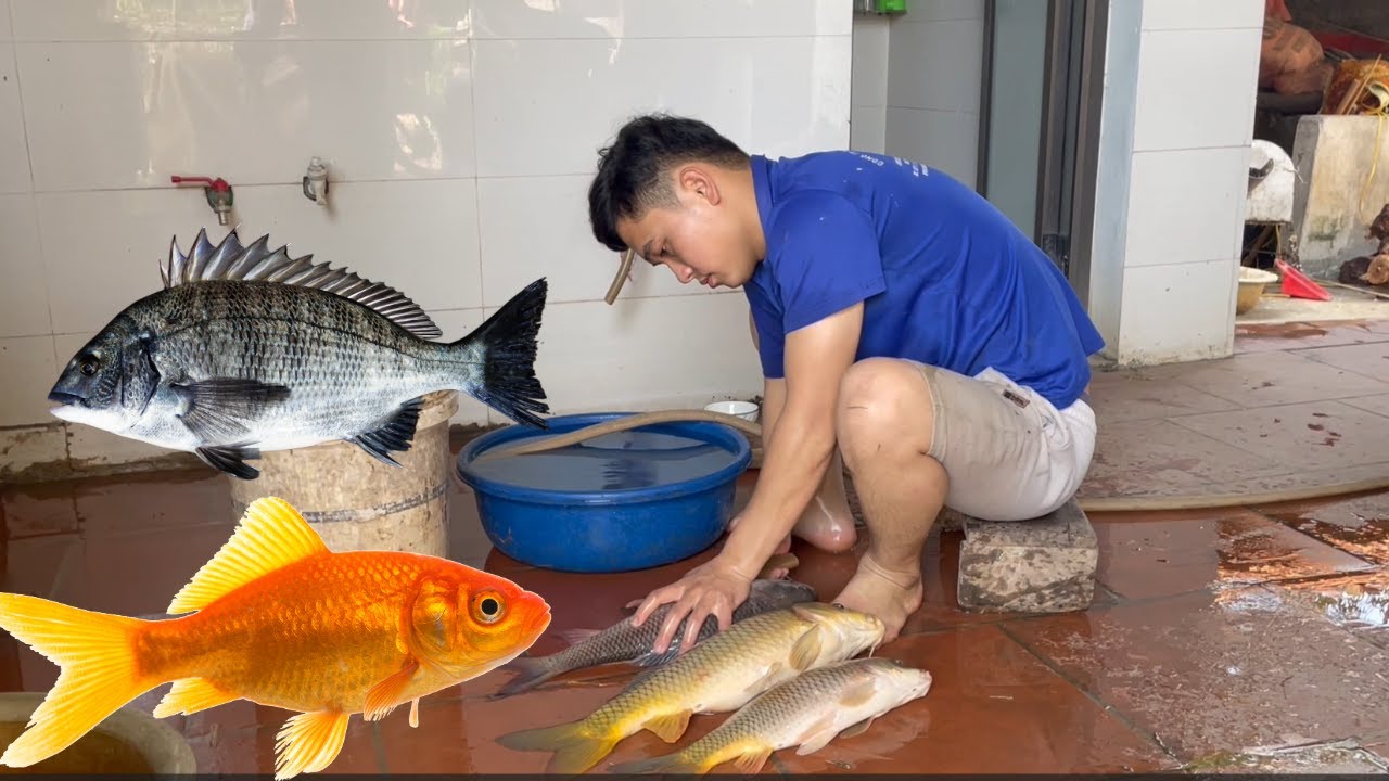 slaughter giant fish, catch fish at home ponds for meat #bigfish #fish ...