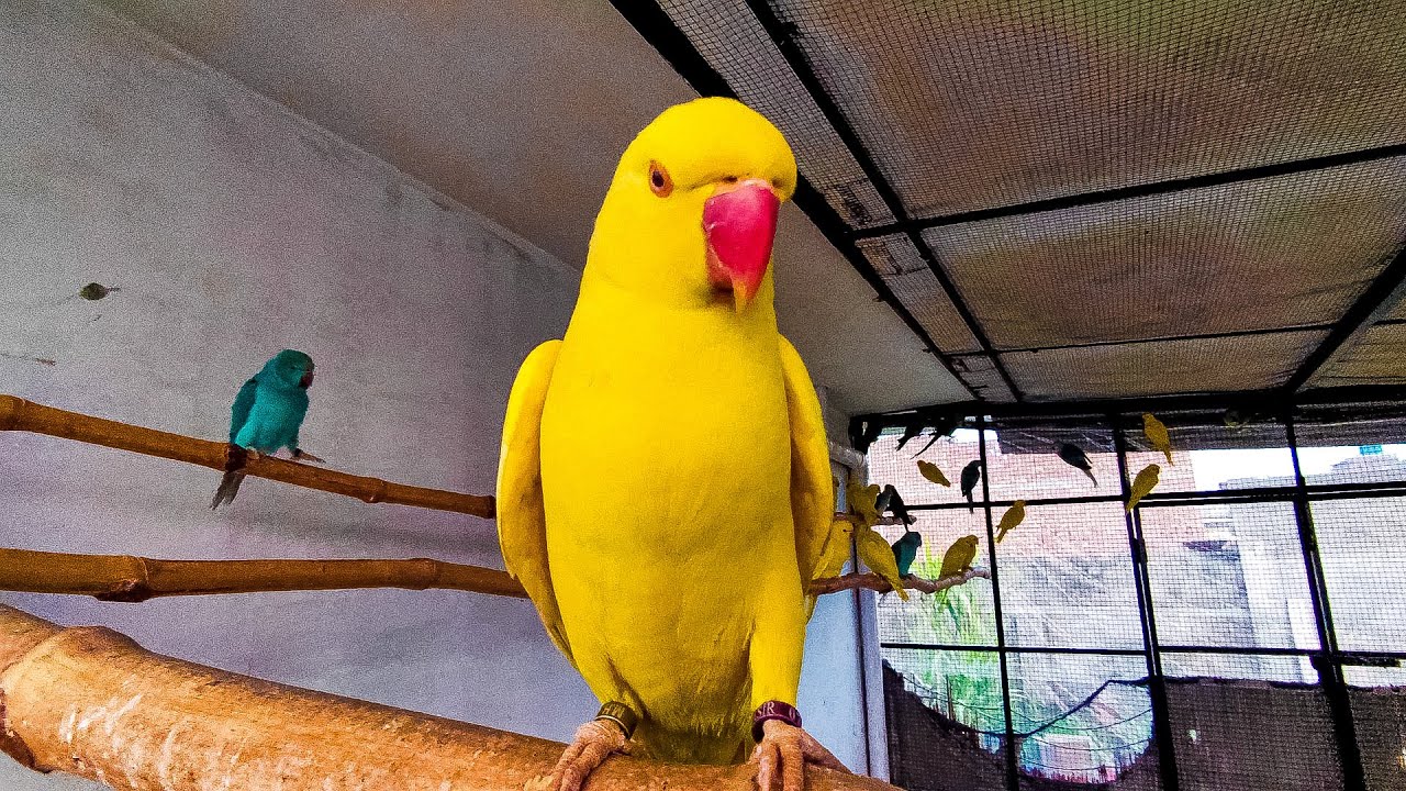 Indian Yellow Ringneck Parrot Colony | Visit Parrot Farm - YouTube