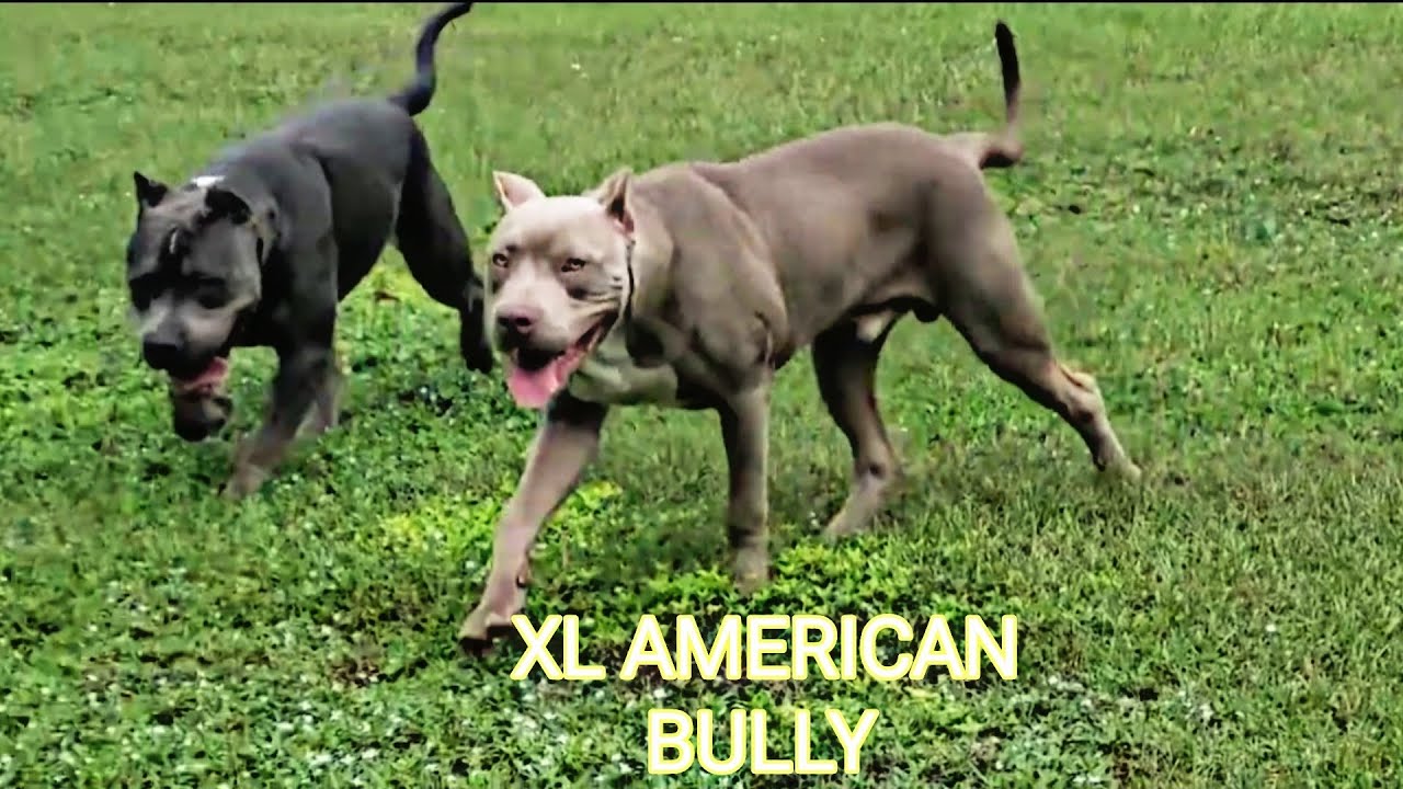 A Dog Video About Nothing: Bully Breed For Life #dog #americanbully # ...