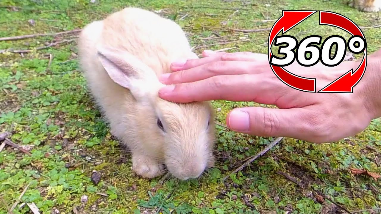 VR 360° | Gratitude for bait? The rabbit let me touch her even though ...