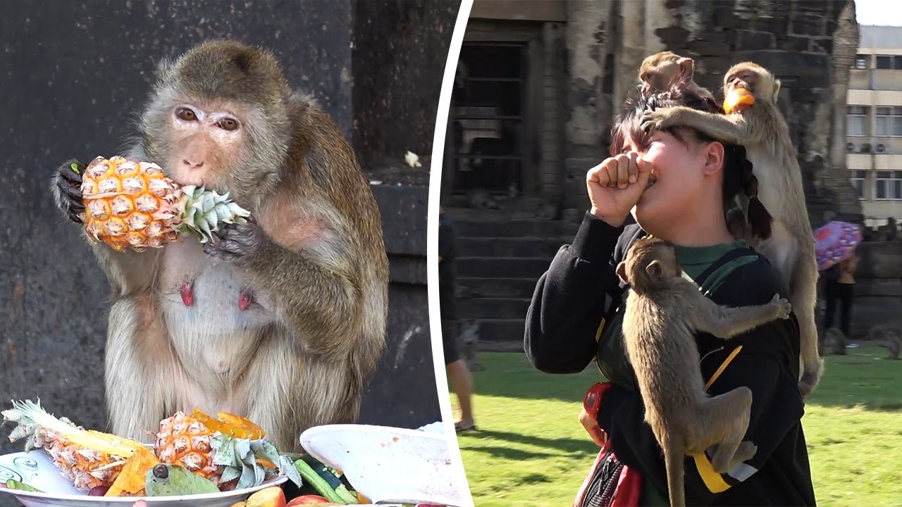 Monkeys Eat Fruit And Sweets At Picnic Festival - YouTube