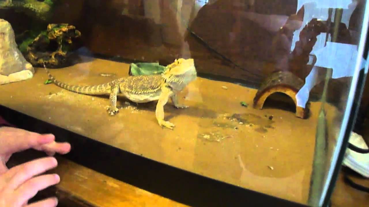 Bearded Dragon Eats Mouse - YouTube