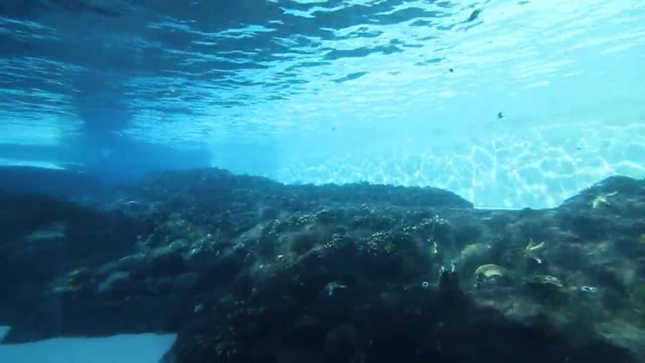 SeaWorld in Orlando - "Dolphin Cove" tank - YouTube