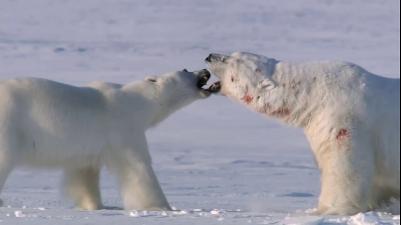 Kutup Atlası Bölüm 1 - YouTube
