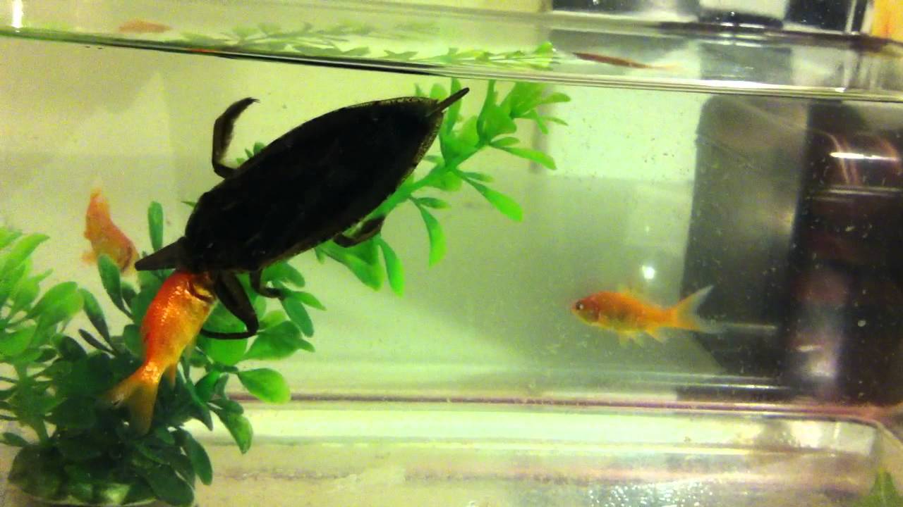 Giant Waterbug Feeding on Goldfish - YouTube