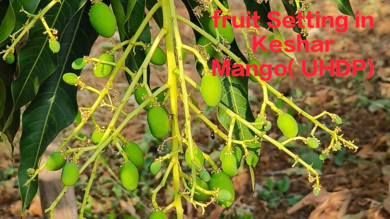 Fruit Setting in Ultra High Density Mango Plantation (UHDP) in ...