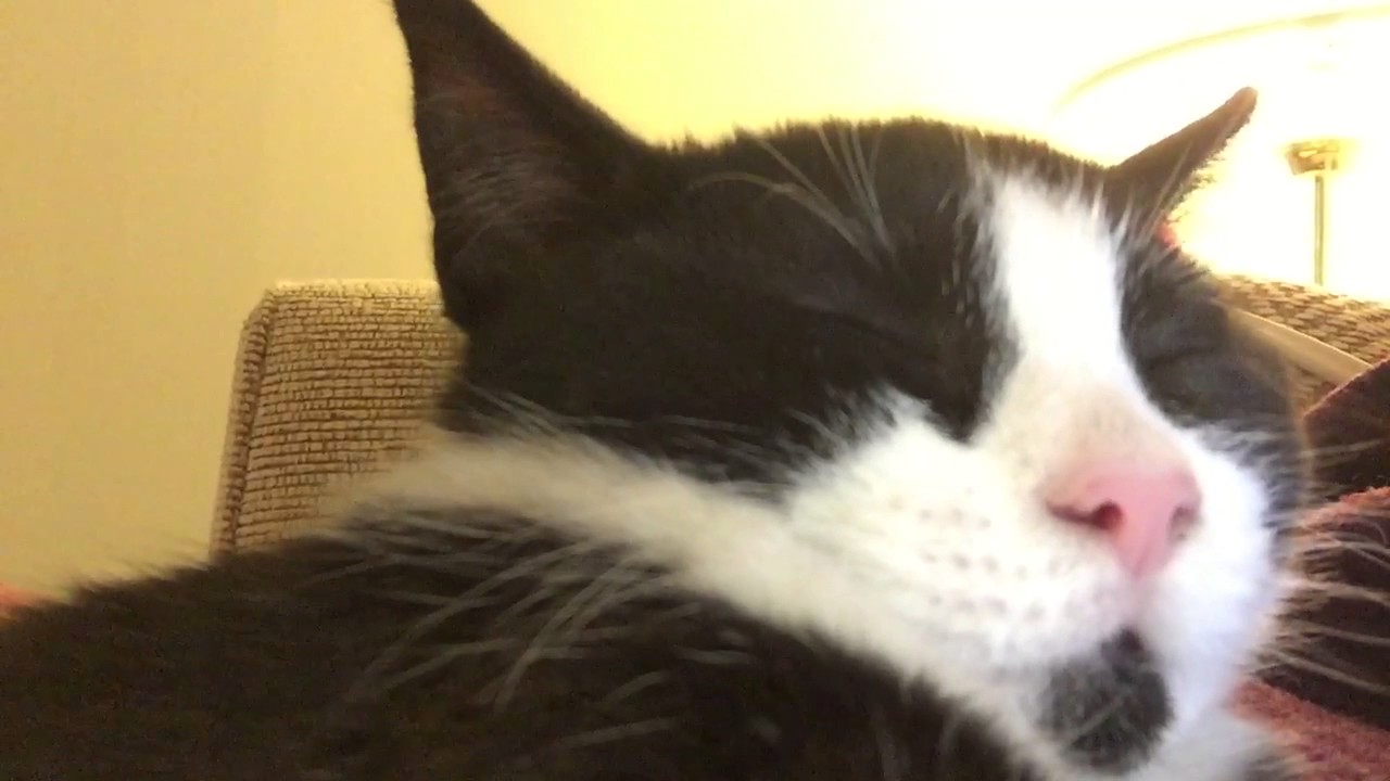 Purrrrrrr 💕 - YouTube