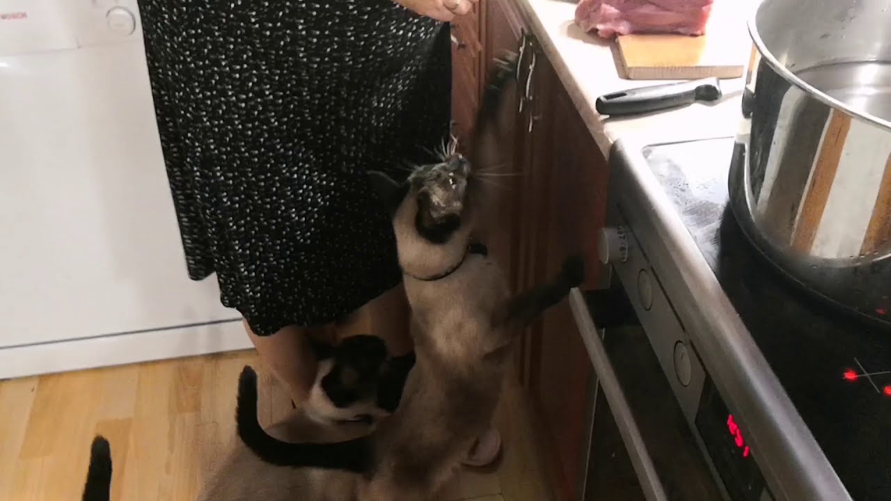 Siamese cats talking, meowing - funny speaking cat video - YouTube