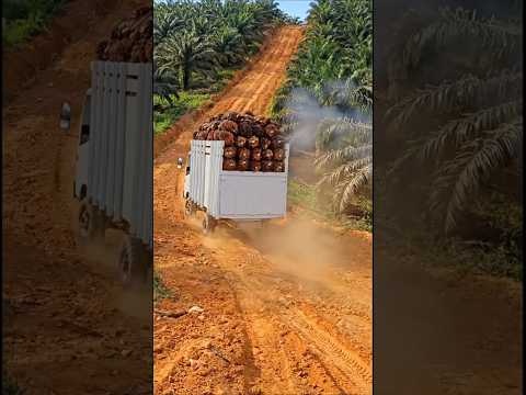 Truk Al Gas Poll Melewati Tanjakan Sawit