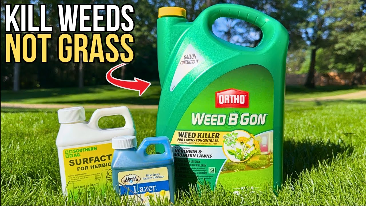 How to Get a Weed-Free Lawn Fast: BEST Product and Tools for Beginners ...