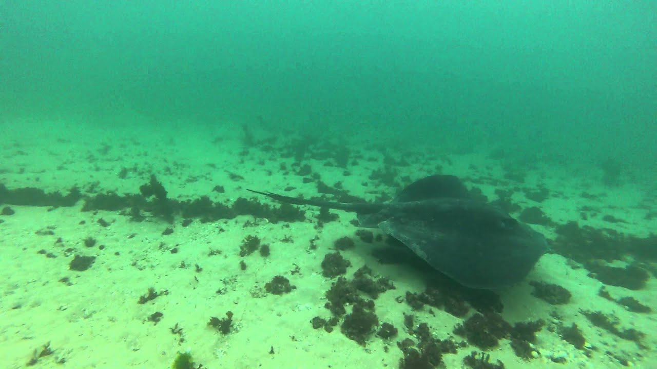Big stingray sorrento Victoria - YouTube