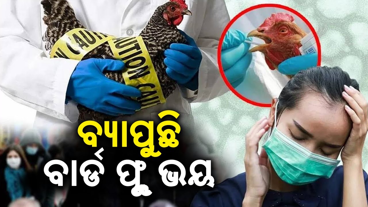 Human case of bird flu detected in Odisha's Pipili || Kalinga TV - YouTube
