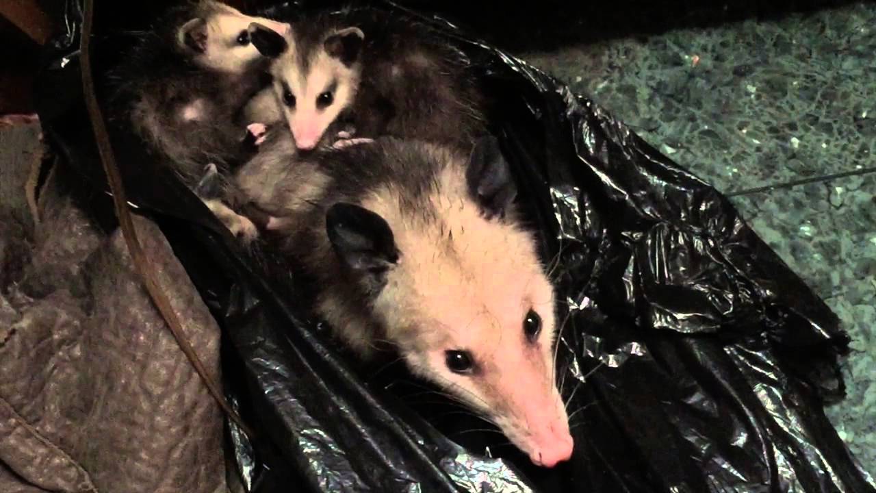 Angry Possum