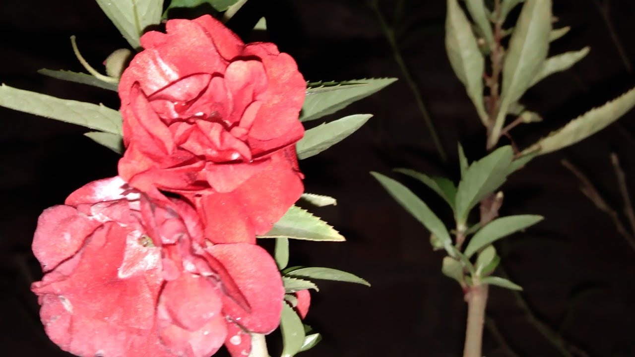 Dopati flower || দোপাটি ফুল || দেখতে অনেকটা গোলাপের মতো😍||ZAISA MY ...