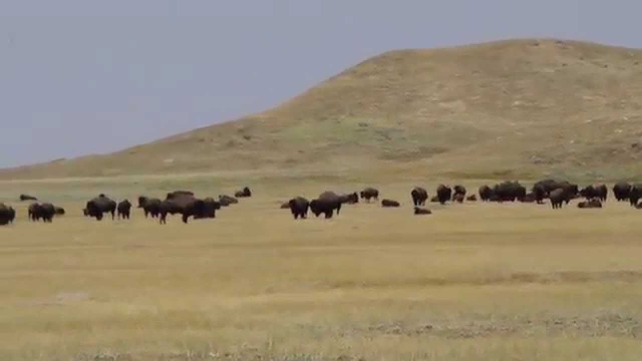Bison at Grasslands National Park Saskatchewan - YouTube