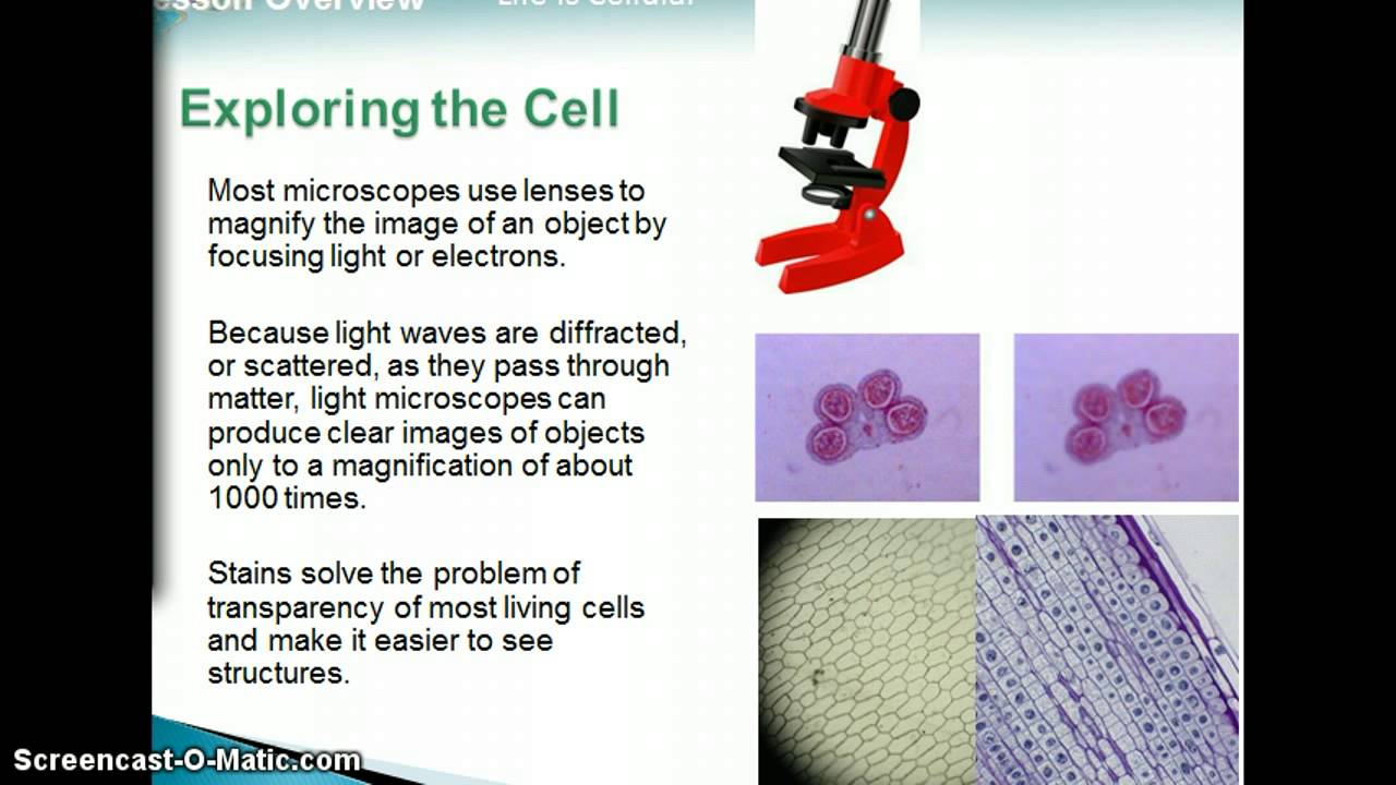 Cells and Microscopy - YouTube