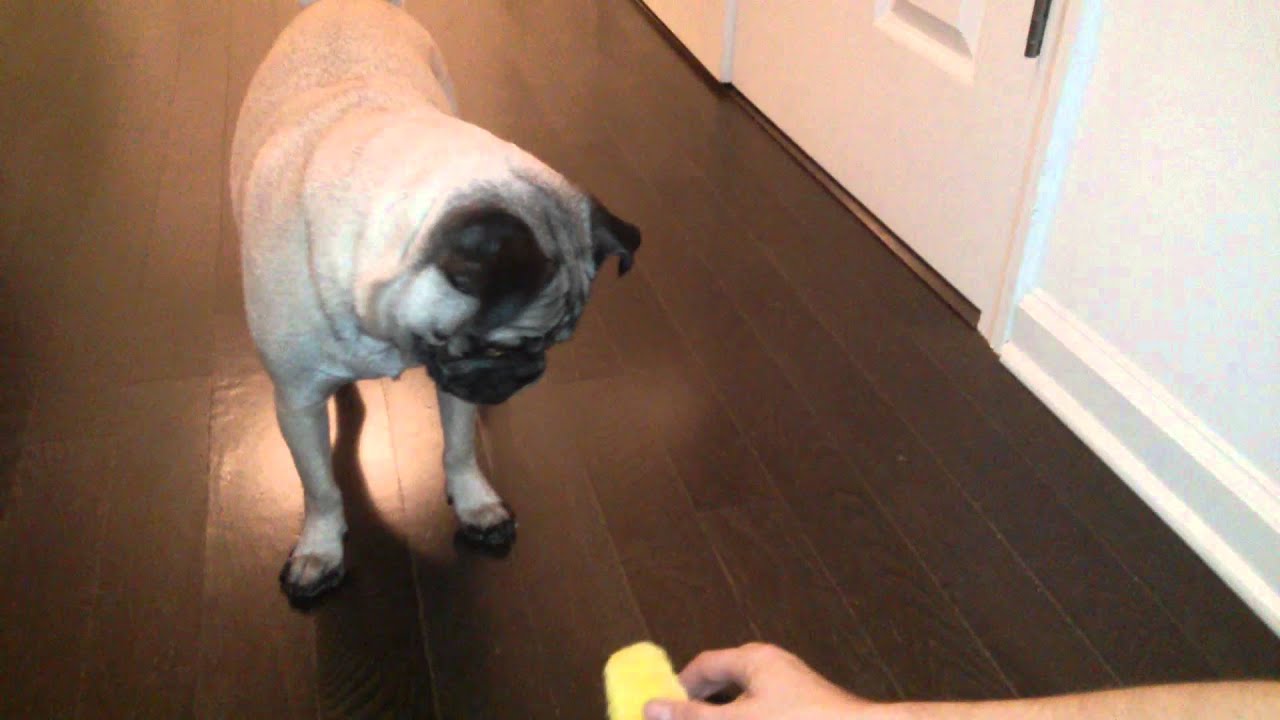 Killer Pug with Chick Toy - YouTube