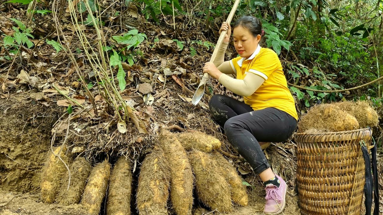 Harvest wild tubers underground and bring them to the market to sell ...