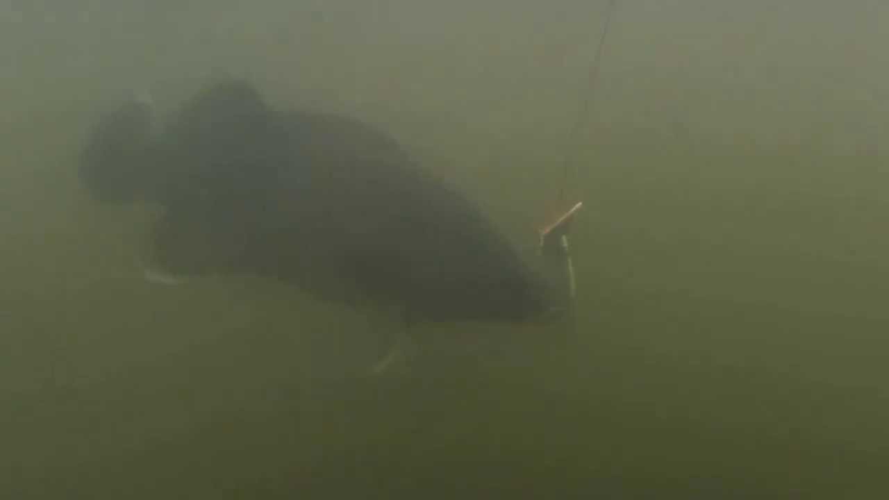 GOPRO Underwater Footage Catching Murray Cod Inverell N.S.W. - YouTube