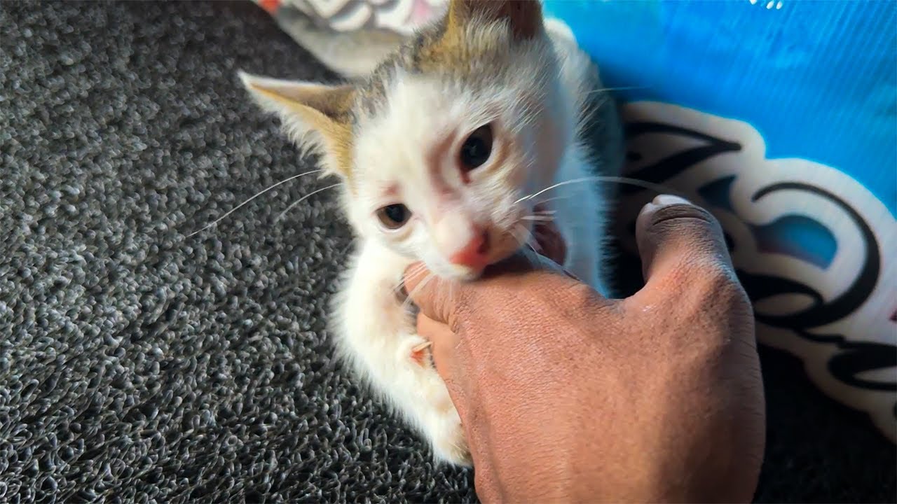 The cute kitten gets angry and bites my hand 😫 😫 😫 - YouTube