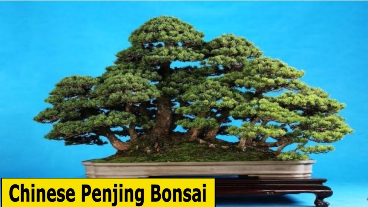 Amazing image of Chinese Penjing Bonsai trees-HungBonSai123 - YouTube