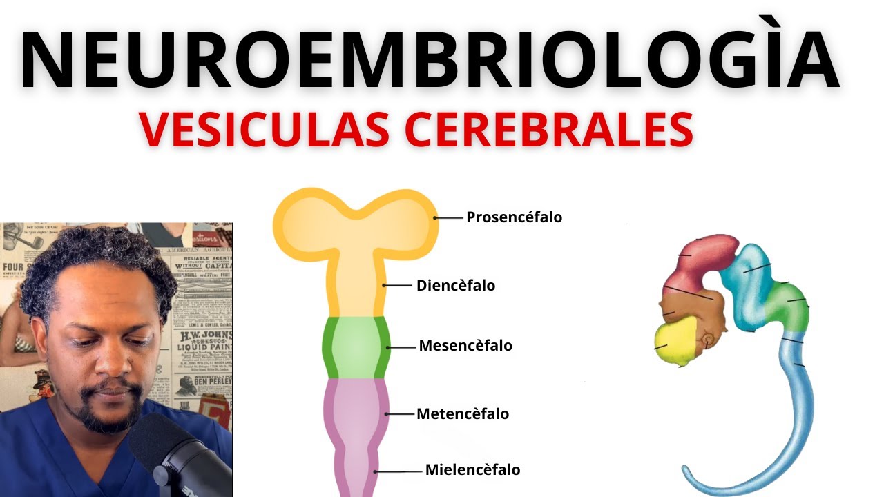 EP-3 VESICULAS CEREBRALES (NEUROEMBRIOLOGÌA) LO QUE TIENES QUE SABER DE ...