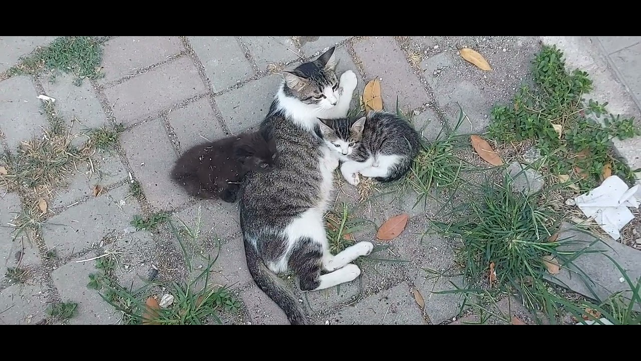 Fertile Cat Minis's profession is like motherhood - YouTube