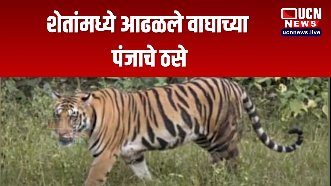 Kelapur - शेतांमध्ये आढळले वाघाच्या पंजाचे ठसे - YouTube