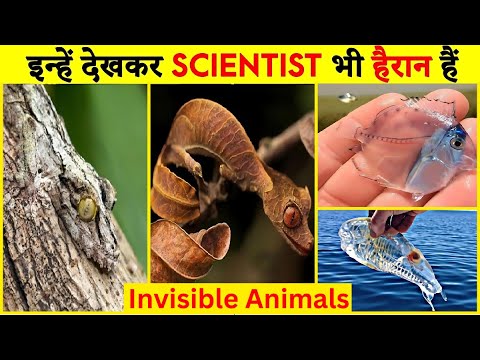इन्हें देखकर scientist भी हैरान हैं | Invisible Animals in the World ...