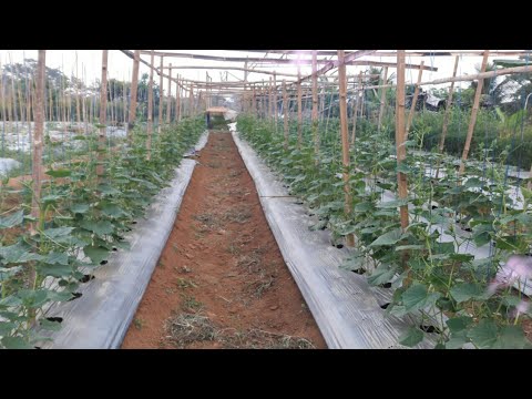 TERBARU.!!! CARA BUAT LANJARAN TIMUN KOKOH, HEMAT DAN MUDAH - YouTube