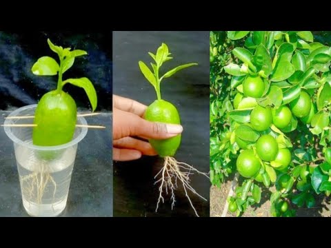 How to propagate lemon tree with water and alovera ! New technique ...