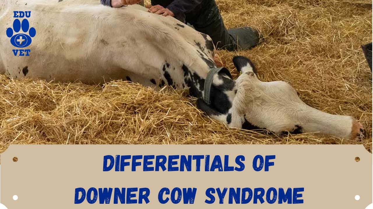 Differential Diagnosis in Downer Cow Syndrome - YouTube