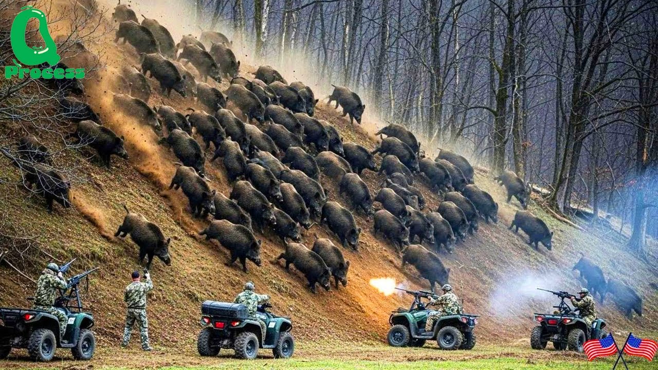 Epic Wild Boar Rampage: Hunters Battle 200lb Monsters with Drones ...