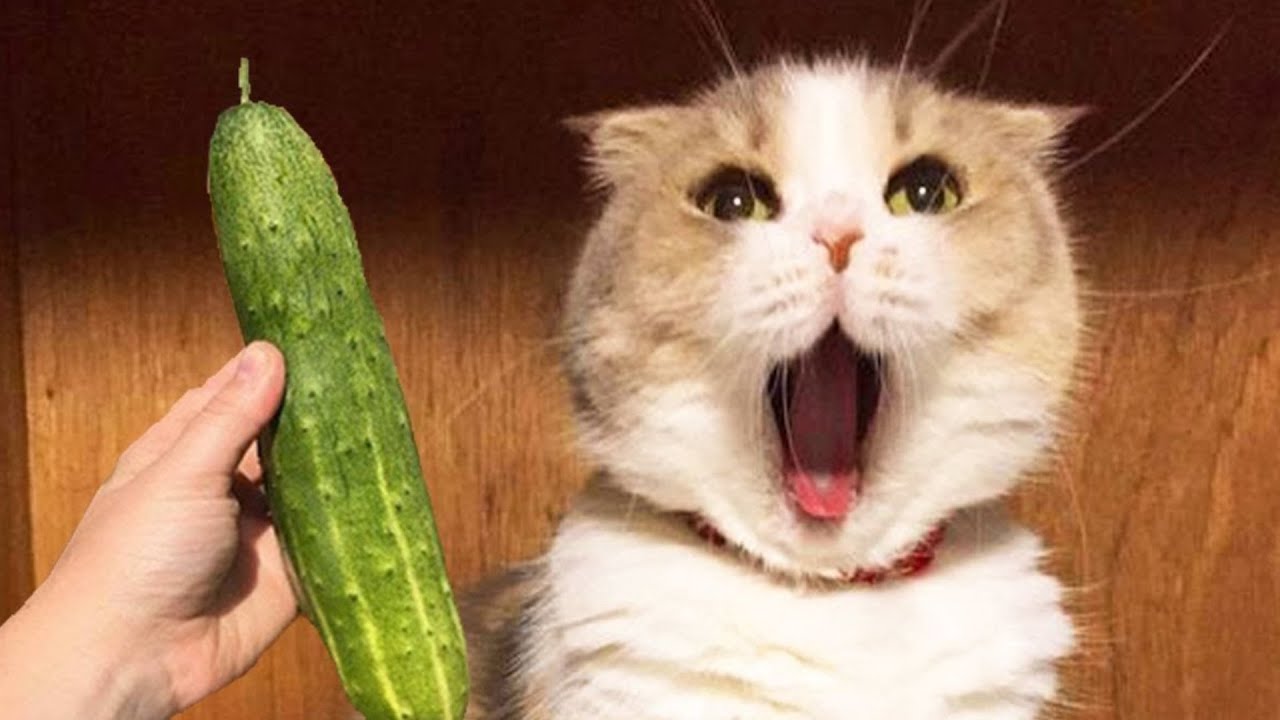 Sugar Pet 🥰 Compilation cute moment of the animals #sugarpet - YouTube