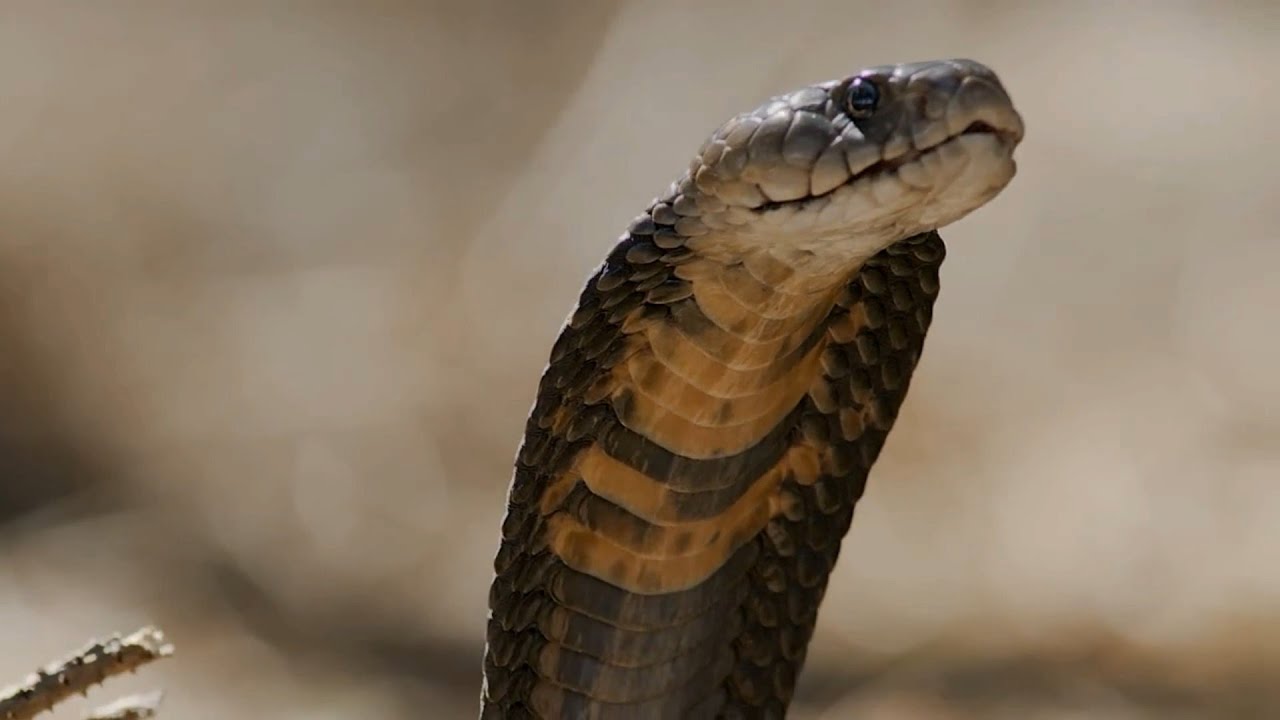 You’ve NEVER Seen a Spitting Cobra Handled Like This! #snake # ...