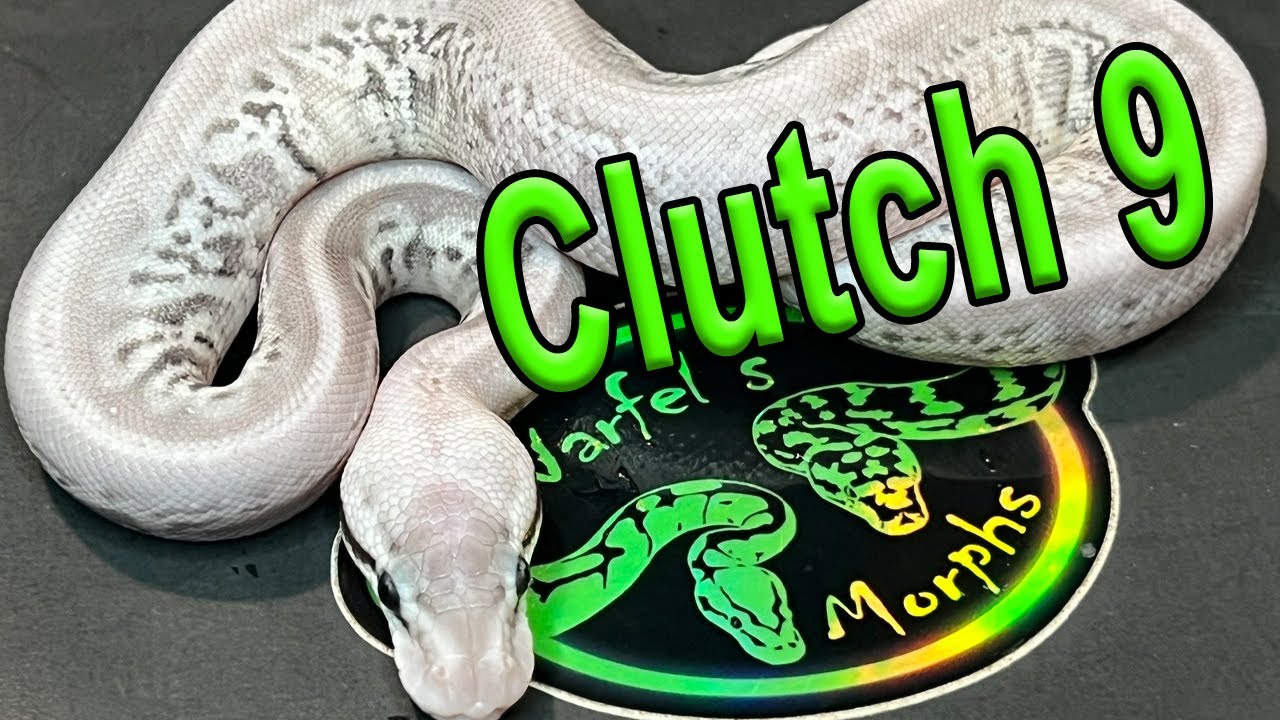 Clutch 9 Egg Cutting & Update - YouTube