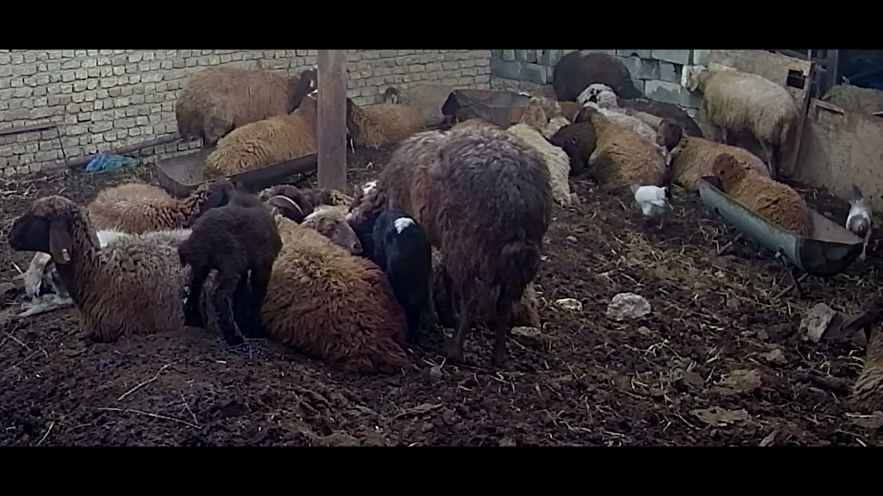The Calming Beauty of Sheep in the Morning - YouTube