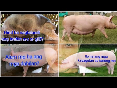 Dahilan at kasagutan kung bakit tumatagal ang pag Lalandi ng dumalaga ...