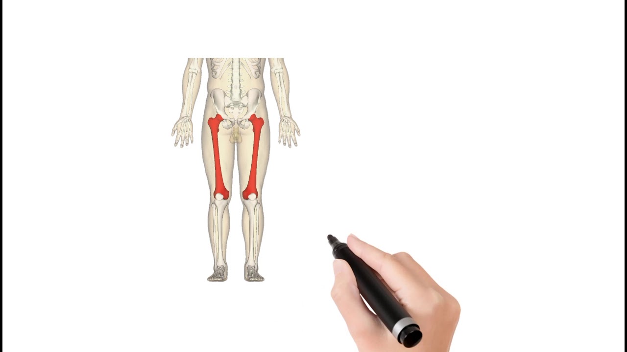 Longest Bone In Human Body YouTube Longest Bone In Human Body YouTube